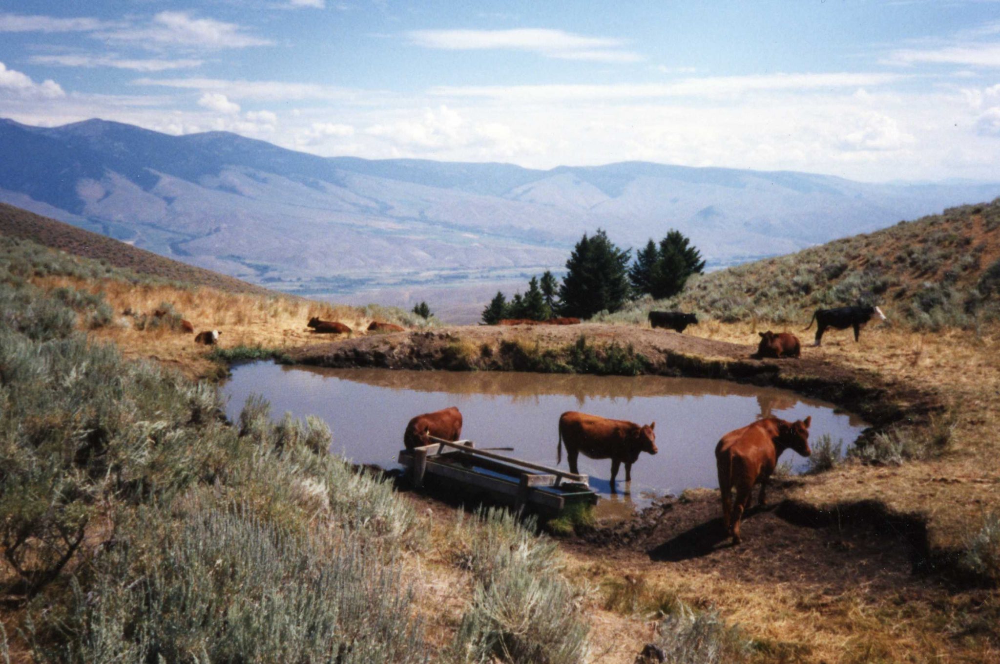 Minimizing Heat Stress in Cattle - Countryside